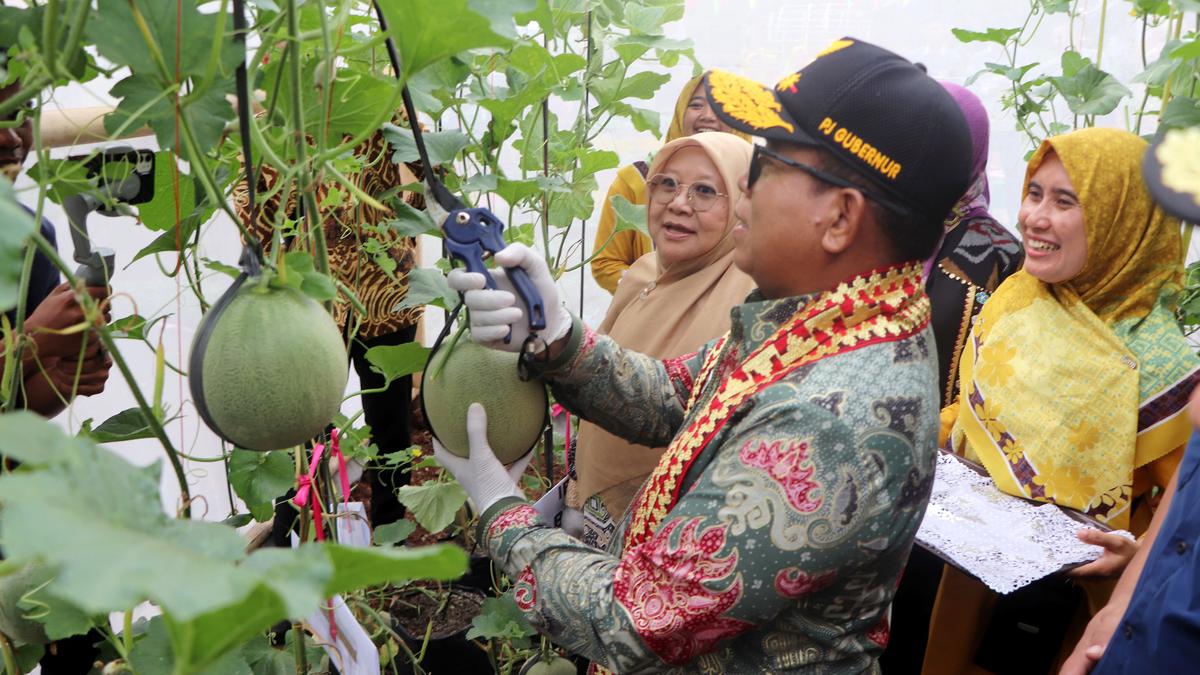 Saat KWT Bunga Tanjung Bikin Kagum Pj Gubernur Lampung, Panen Melon Green House - Regional ...