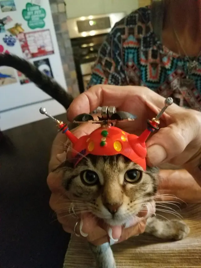 8 Potret Kucing Saat Pakai Helm Ini Bikin Geleng Kepala, Nyeleneh Tapi ...