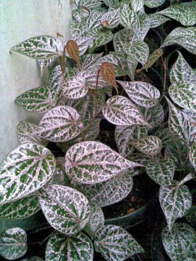 15 Manfaat Sirih Merah, Punya Sifat Antibakteri - Hot Liputan6.com