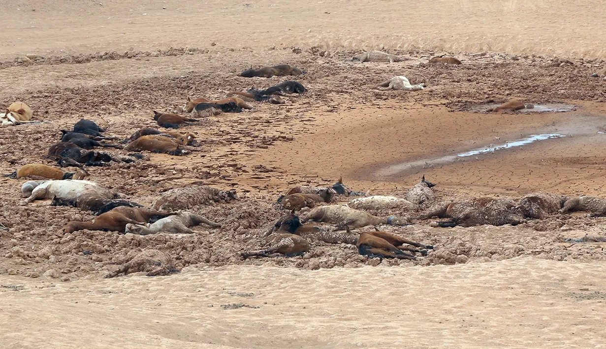 FOTO: Lebih dari 100 Kuda Liar Mati di Arizona - Foto Liputan6.com