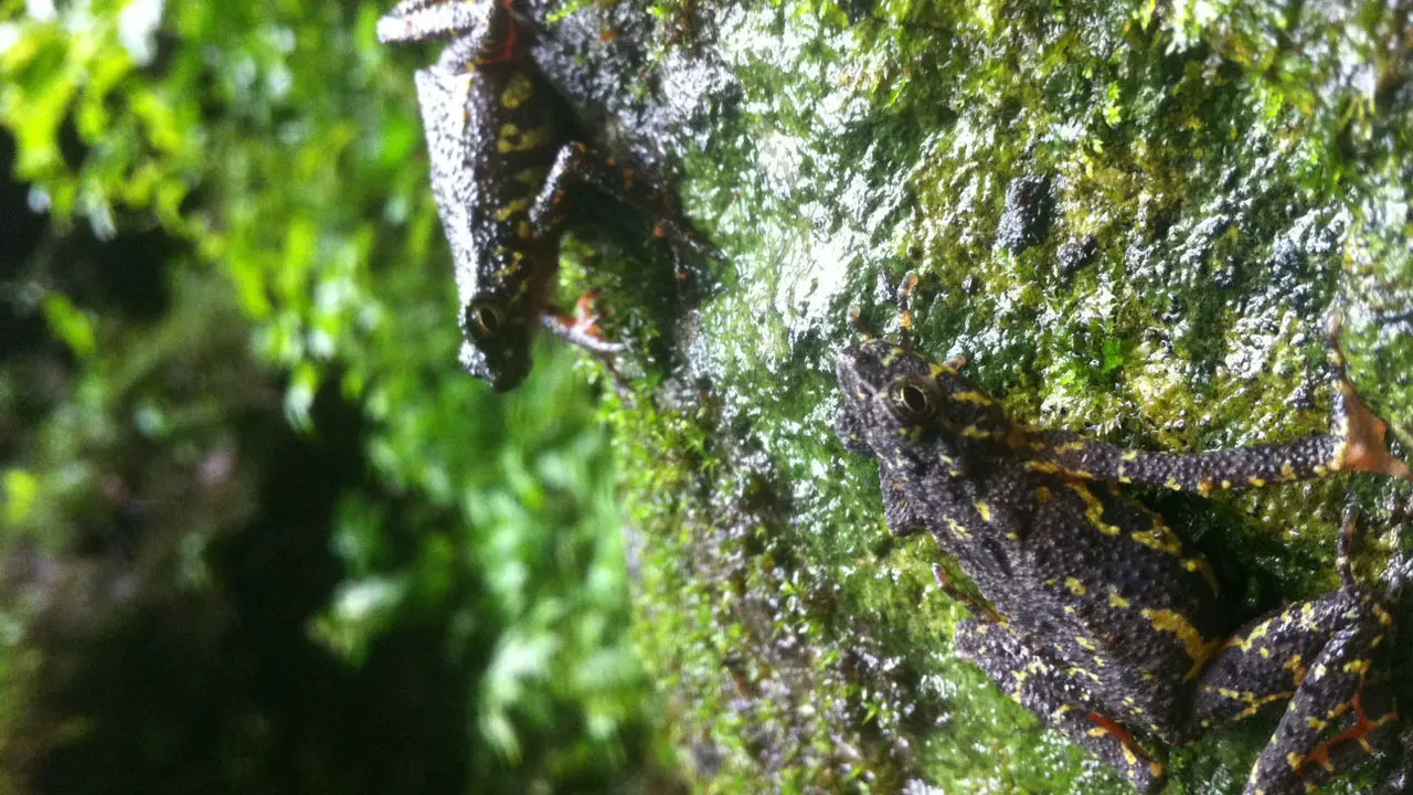 Kisah Kodok Merah Penjaga Gunung Ciremai - Regional Liputan6.com