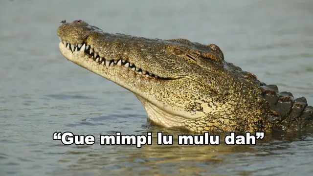 6 Meme Modus Buaya Darat Ala Netizen Ini Sukses Bikin Geregetan - Hot ...