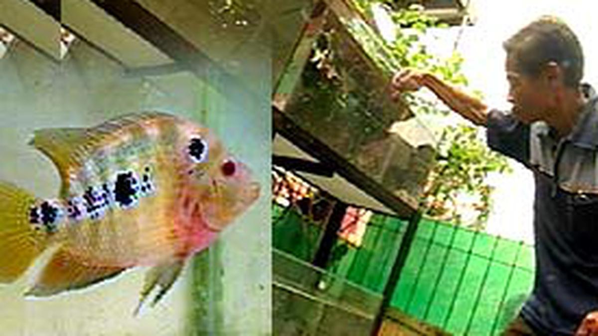 Lou Han, Ikan Pendulang Rupiah - News Liputan6.com