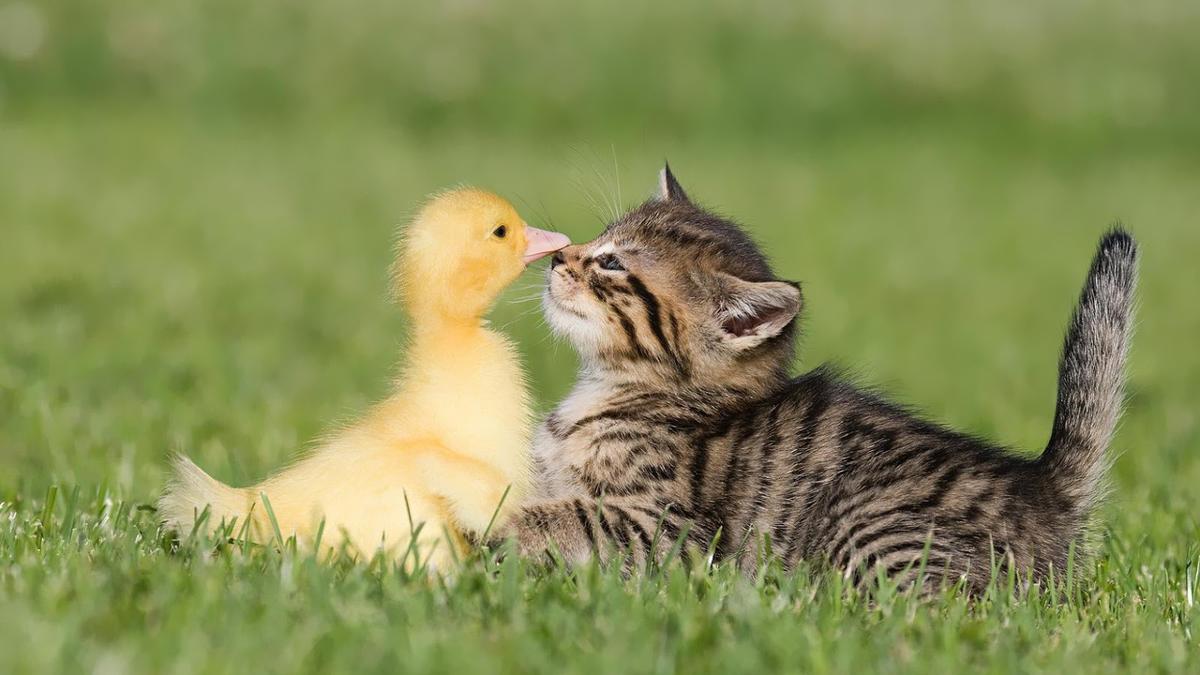 Bukti Kalau Kucing Adalah Hewan Penyayang dan Layak Disayang