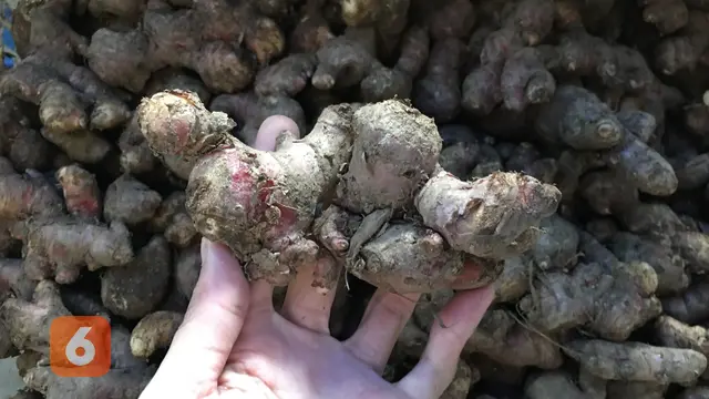 Cara Menanam Jahe di Rumah yang Benar, Mudah Dipraktikkan - Hot ...