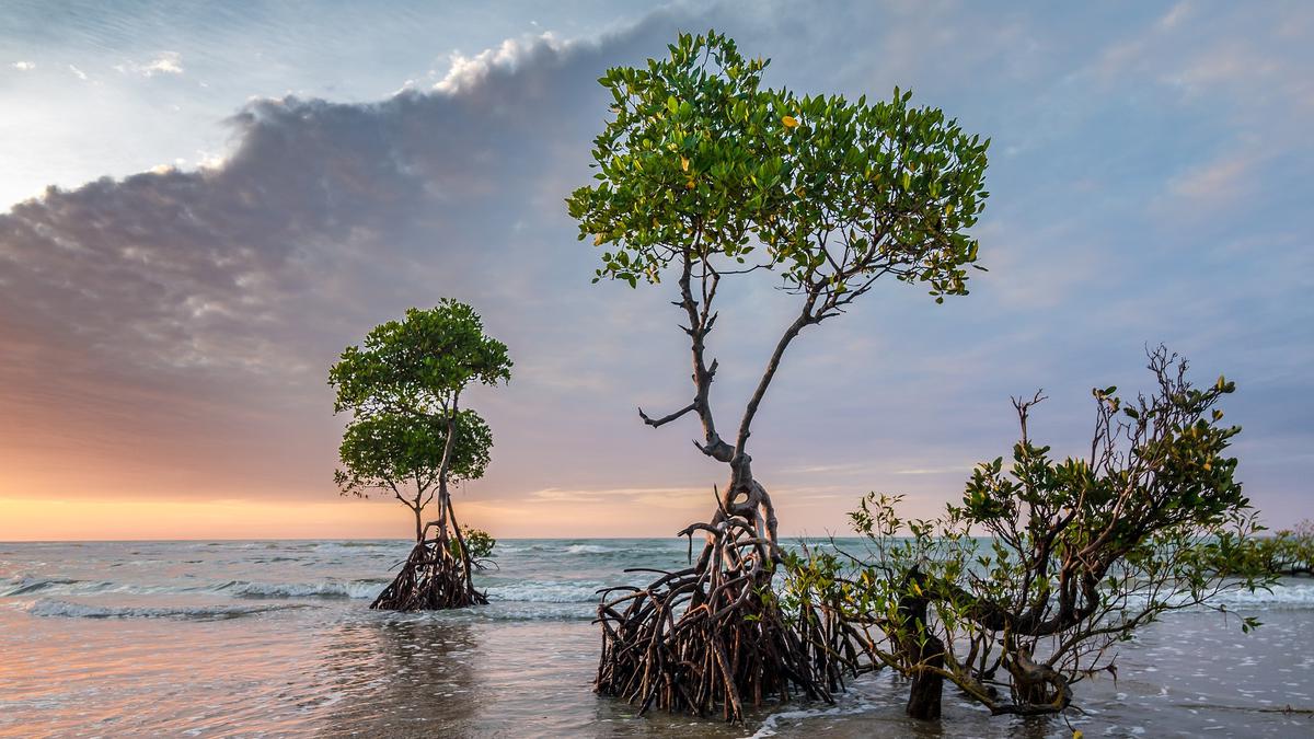 6 Hutan Mangrove di Jawa Timur, Jadi Tempat Rekreasi Menarik