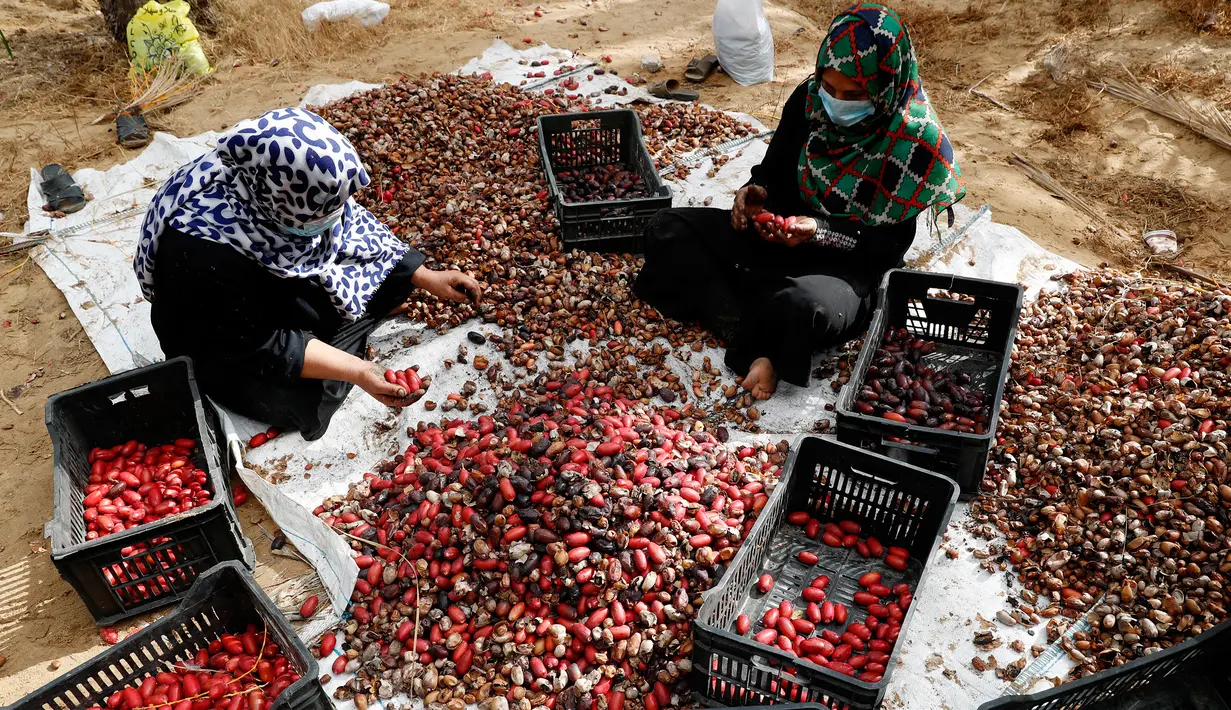 FOTO: Musim Panen Kurma di Jalur Gaza - Foto Liputan6.com