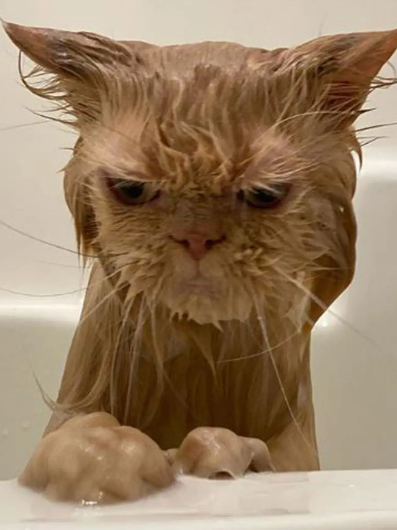 11 Ekspresi Kucing Super Lucu, dari Mengantuk Sampai Terkejut ...