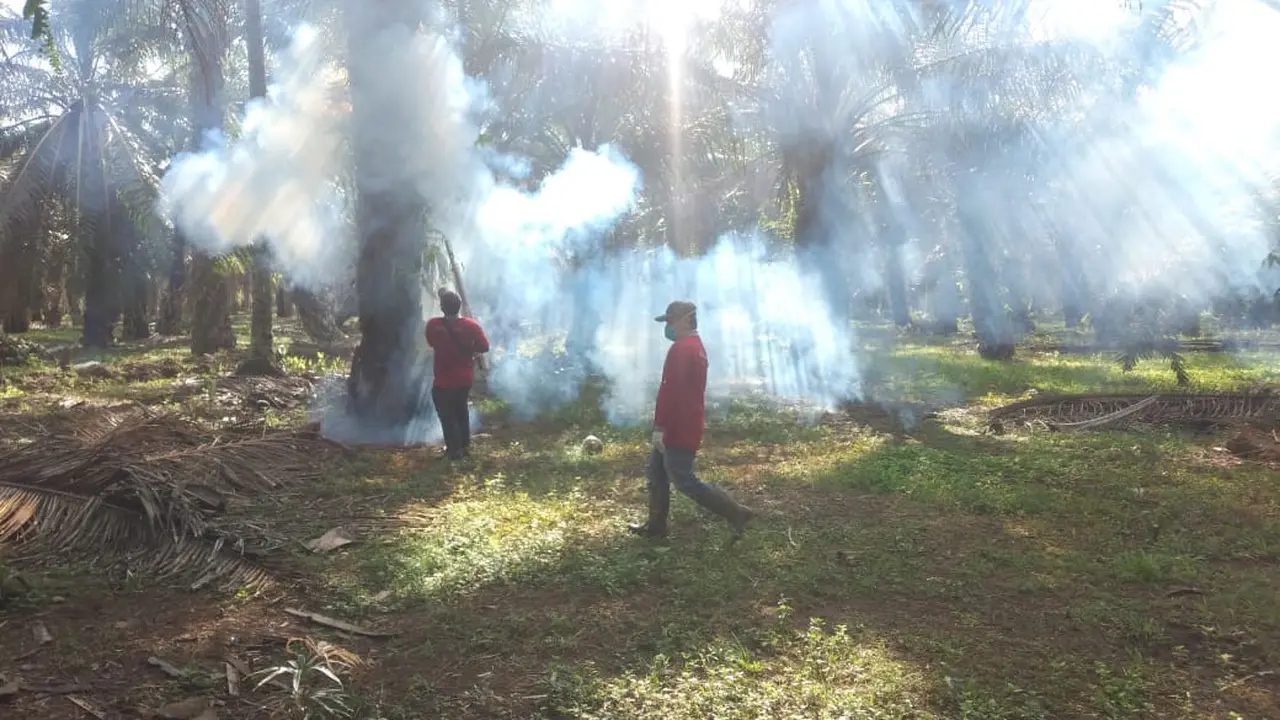 Bikin Resah, Ulat Api Serang Ratusan Hektare Kebun Sawit di Mamuju ...