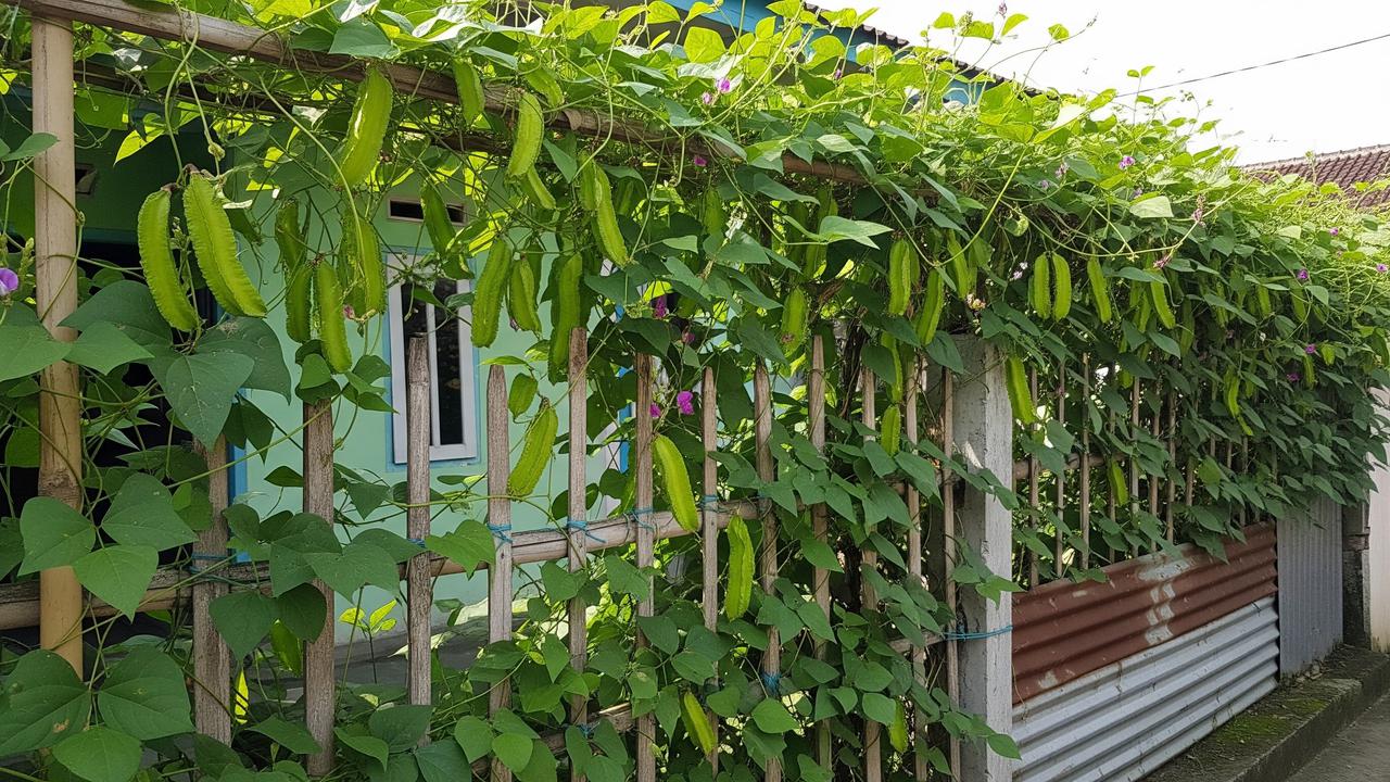 7 Tanaman Pangan Rambat Agar Dinding Rumah Tidak Panas, Dapat Manfaat Ganda
