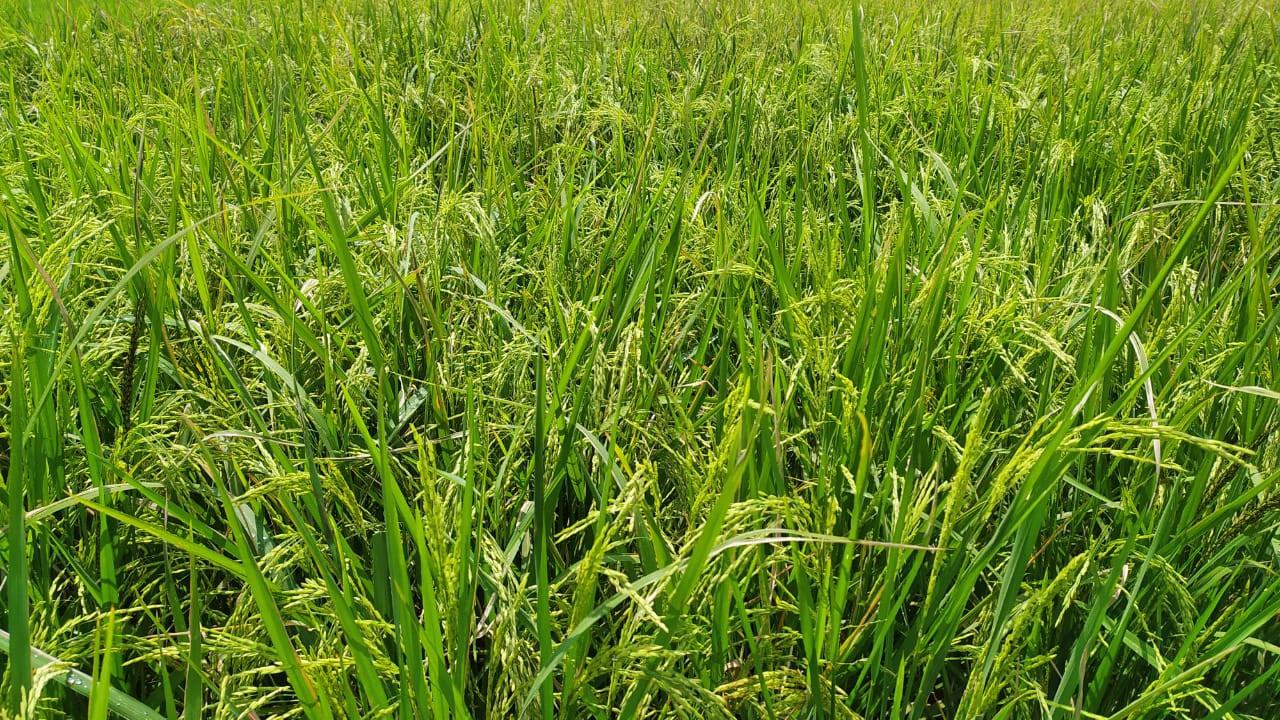 Garut Kekurangan LTT Lahan Padi hingga 3 Ribu Hektar, Bagaimana Nasib ...