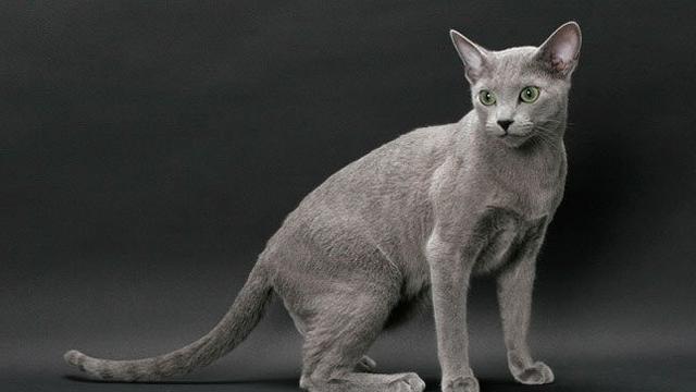 Ini Dia 10 Ras Kucing Termahal di Dunia Tahun 2021 - Hot Liputan6.com