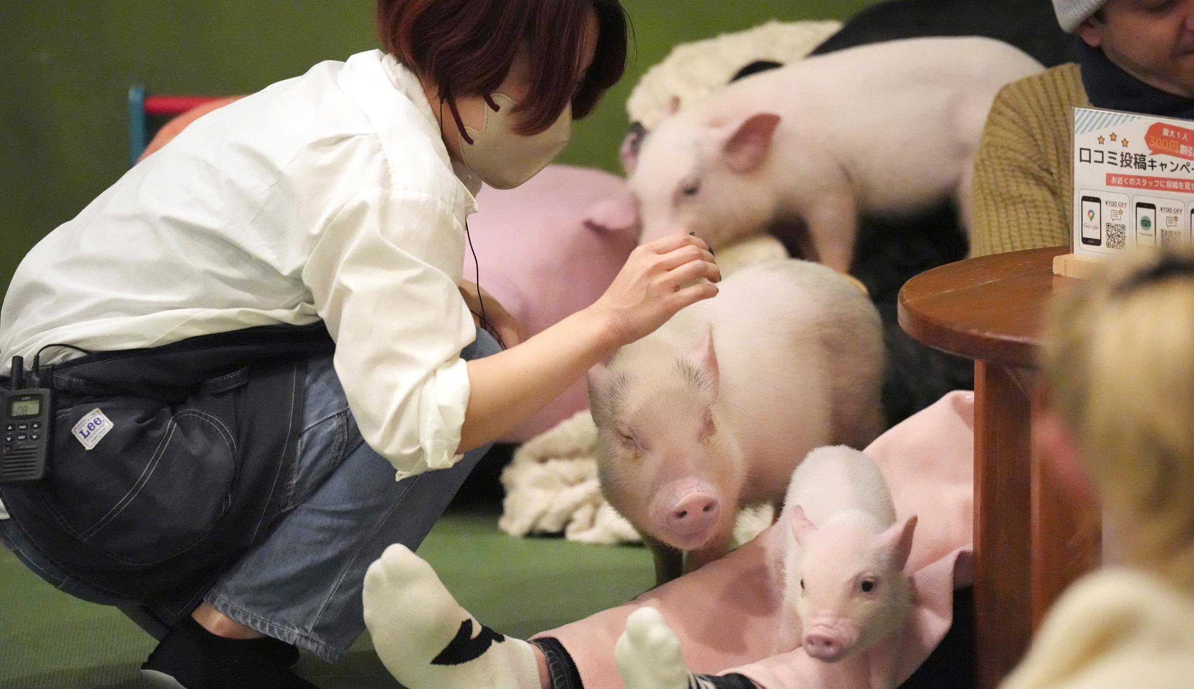Sensasi Nongkrong Bareng Babi-Babi Mini di Mipig Cafe Tokyo