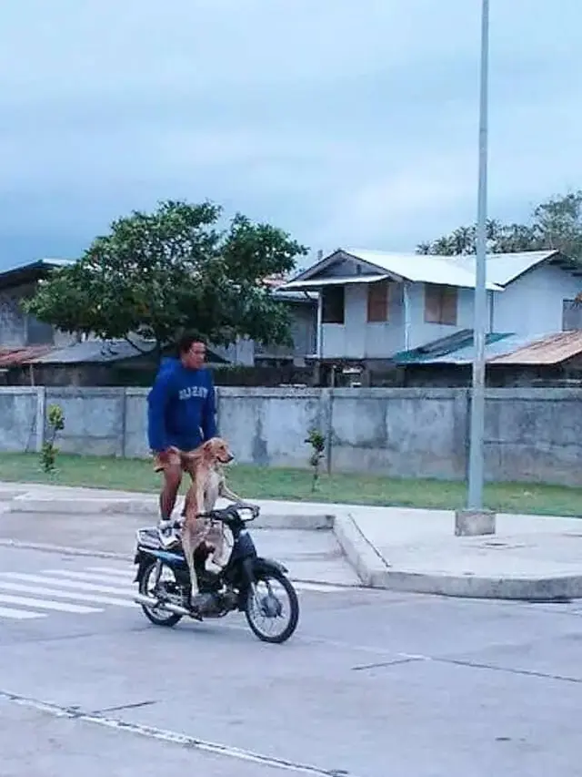 7 Potret Orang Bonceng Hewan Peliharaan Naik Motor Ini Lucu Banget ...