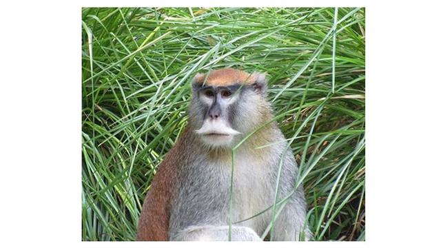 6 Potret Hewan Punya Kumis Tebal Ini Tampak Unik, Curi Perhatian - Hot ...