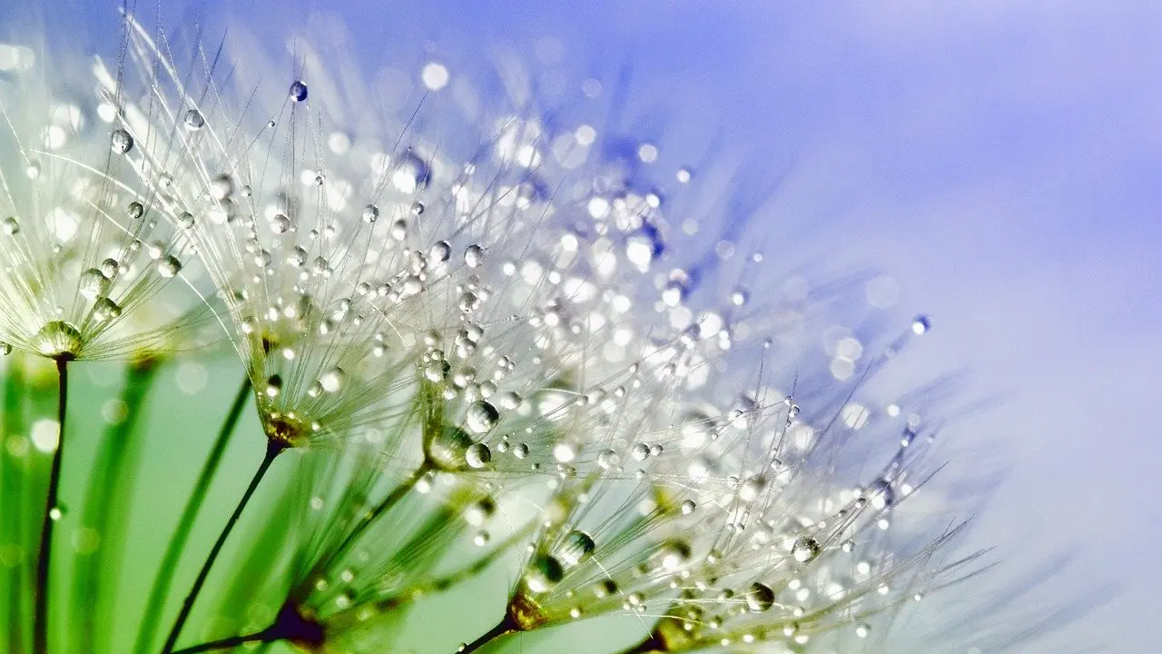 Mengembun adalah Perubahan Wujud dari Gas Menjadi Cair, Kenali ...