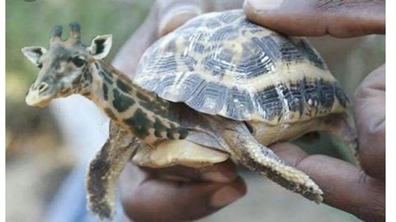 7 Foto Editan Gabungan Dua Hewan Ini Nyeleneh Banget, Bikin Bingung ...