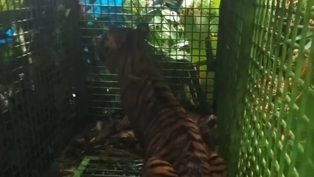 Harimau yang Diduga Terkam Petani di Lampung Barat Berhasil Tertangkap ...