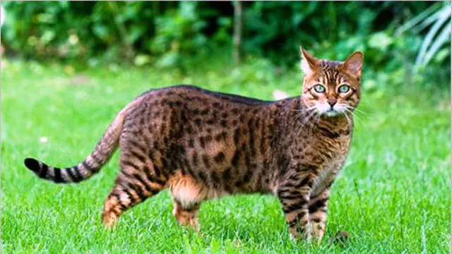 16 Spesies Hewan Baru Hasil Peranakan Hewan yang Berbeda - Citizen6 ...