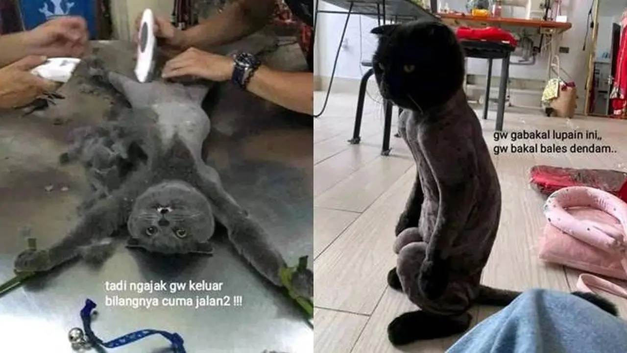 8 Potret Kucing Dicukur Bulunya, Penampilannya Bikin Kasihan - Hot ...