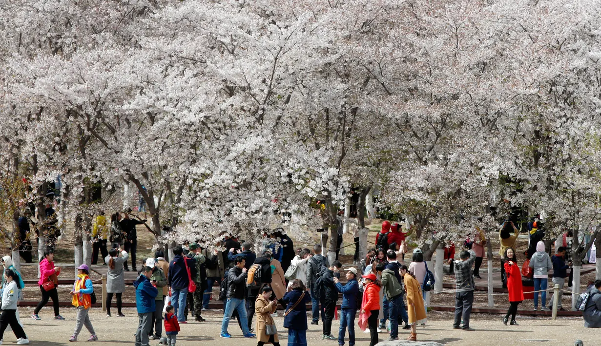 FOTO: Menikmati Keindahan Bunga Sakura Kala Musim Semi Menyapa Beijing ...