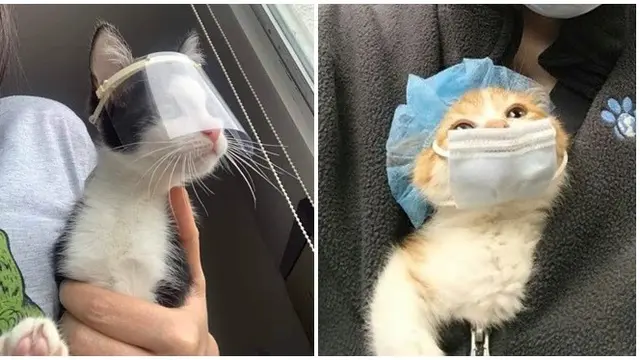 6 Potret Lucu Kucing Pakai Masker hingga Face Shield, Ikut Cegah Virus ...