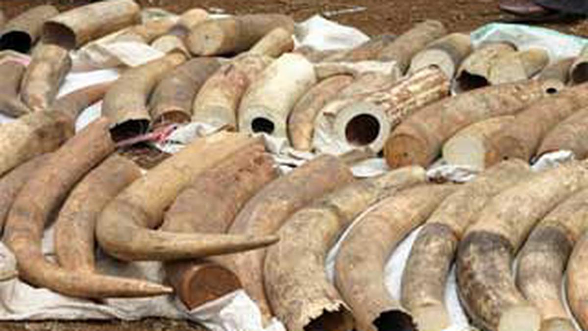 Setengah Ton Gading Gajah Disita - Global Liputan6.com