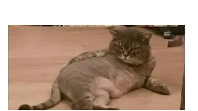 6 Potret Kucing Bergaya Seperti Model Ini Menggemaskan, Lucu Pol - Hot ...