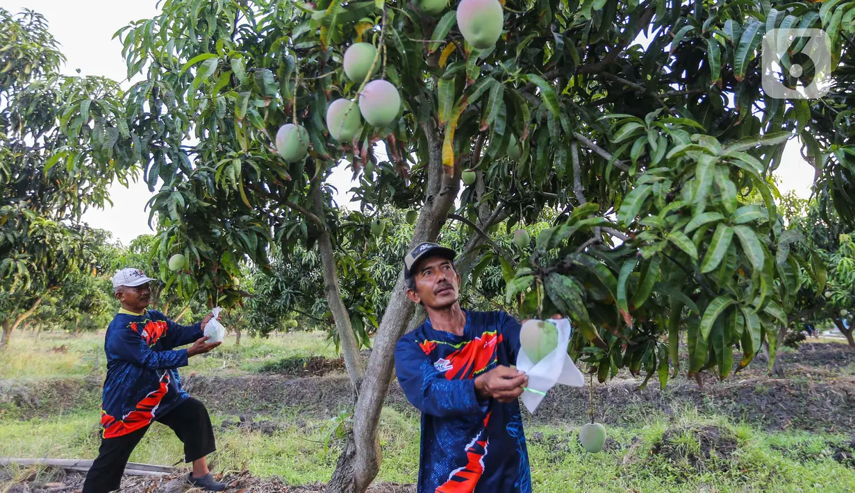Melalui Taman Kehati dan Mangoes Center, Pertamina Balongan Berdayakan Kelompok Tani - Foto ...