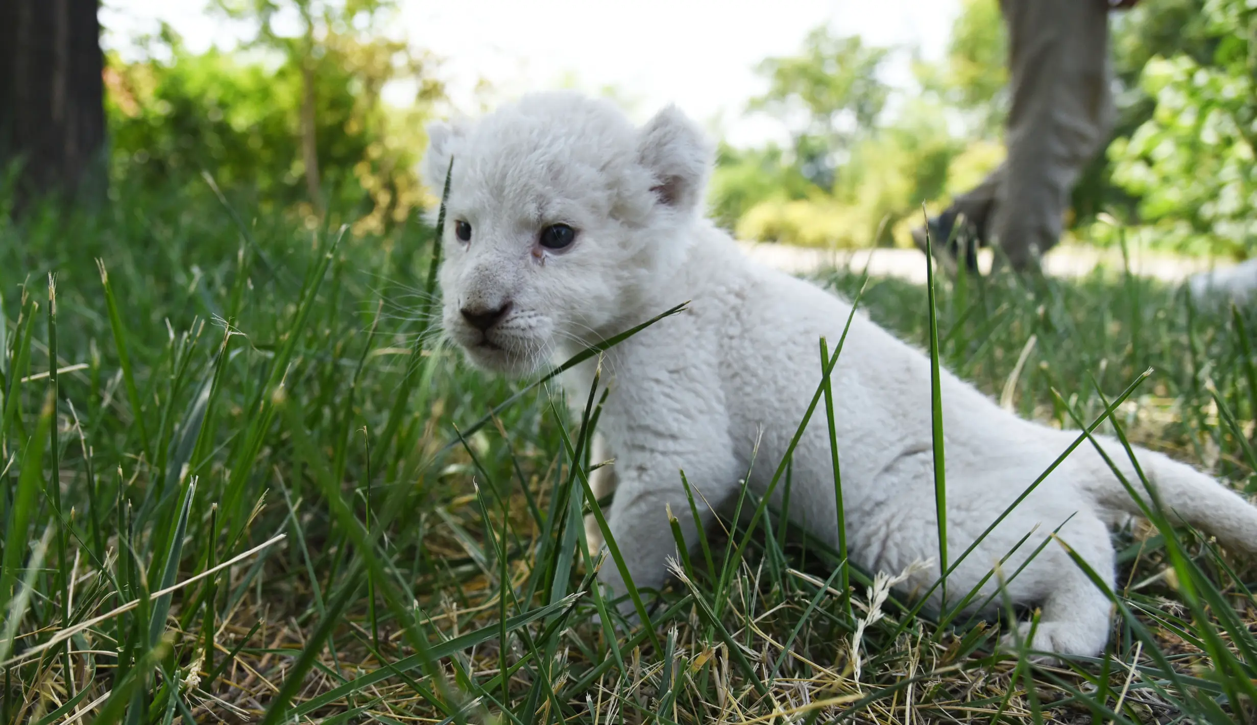 FOTO: 3 Bayi Singa Putih Lahir di Wild World Jinan - Foto Liputan6.com