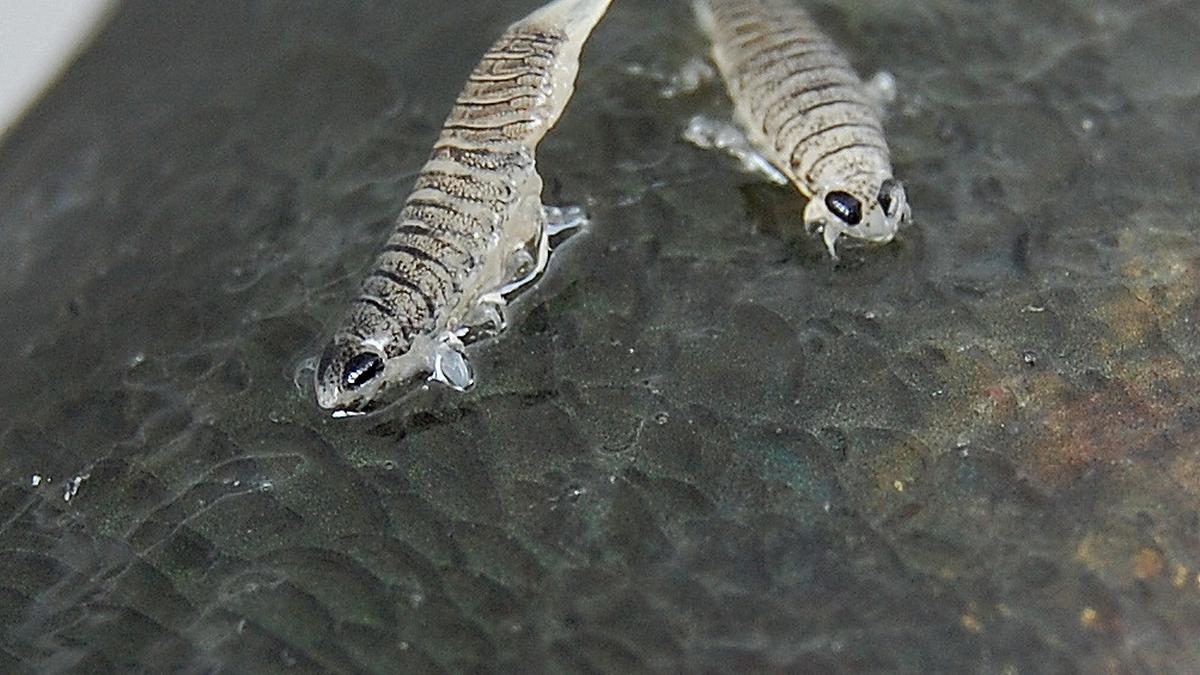 Nggak Bahaya, Ternyata Kutu Laut Punya Peran Penting Lho