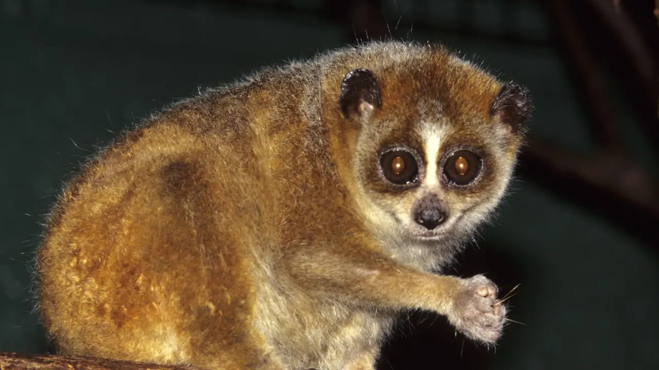 8 Jenis Primata Paling Berbahaya di Dunia, Jangan Coba Mendekat ...