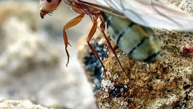 7 Fakta Menarik Semut Ini Pasti Buatmu Bengong - Citizen6 Liputan6.com