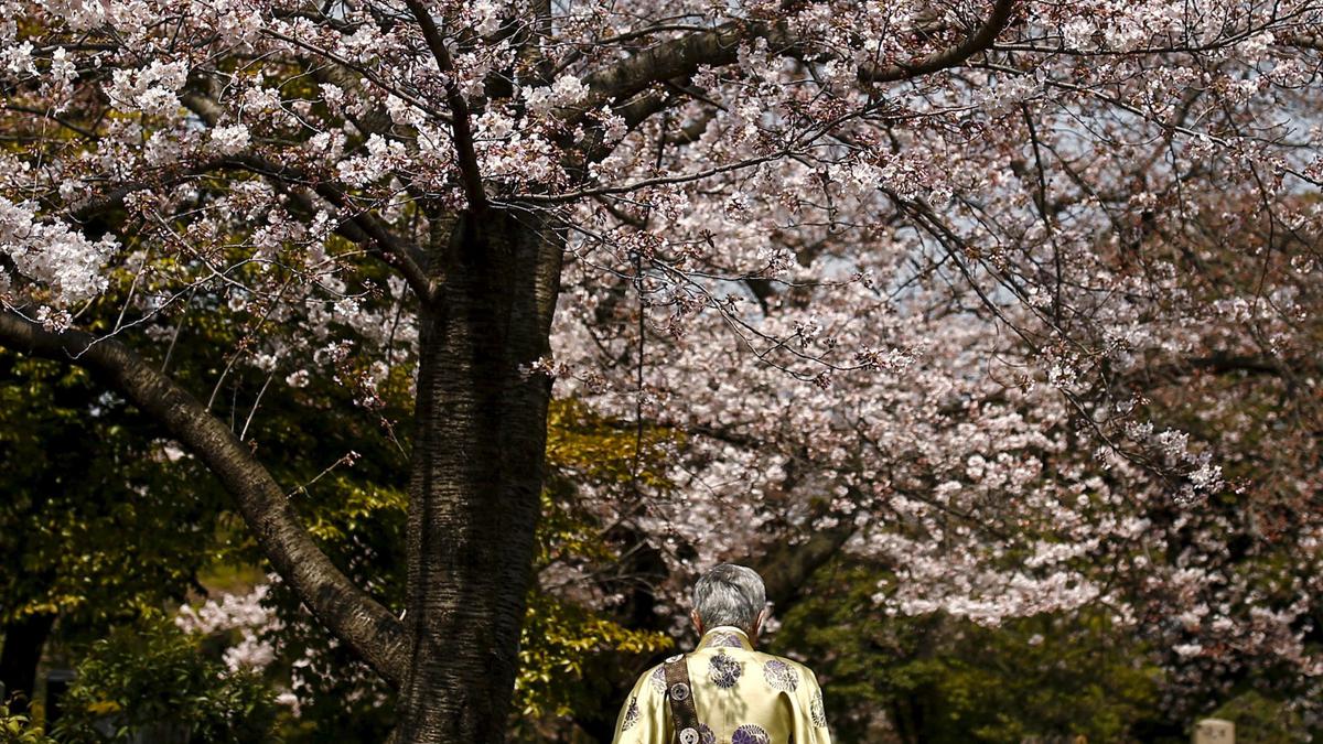 Menikmati Indahnya Bunga Cherry Blossoms di Rumah Sendiri - Lifestyle ...