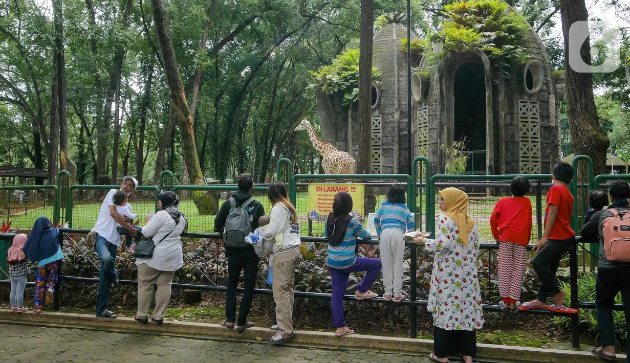 FOTO: Taman Margasatwa Ragunan Ramai Saat Libur Isra Miraj - Foto ...