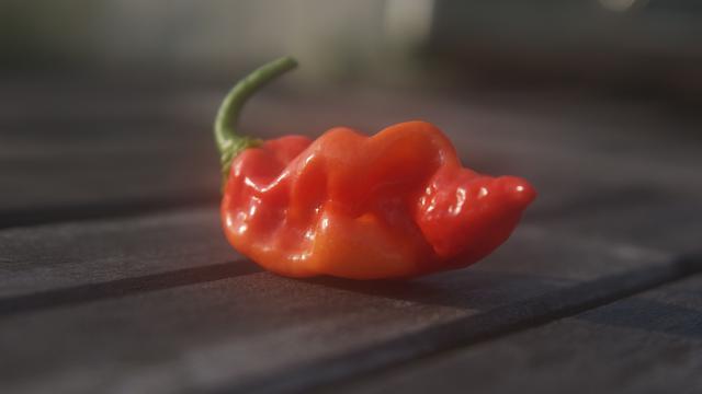 14 Jenis-Jenis Cabe dari Seluruh Dunia, Punya Rasa Super Pedas - Hot ...