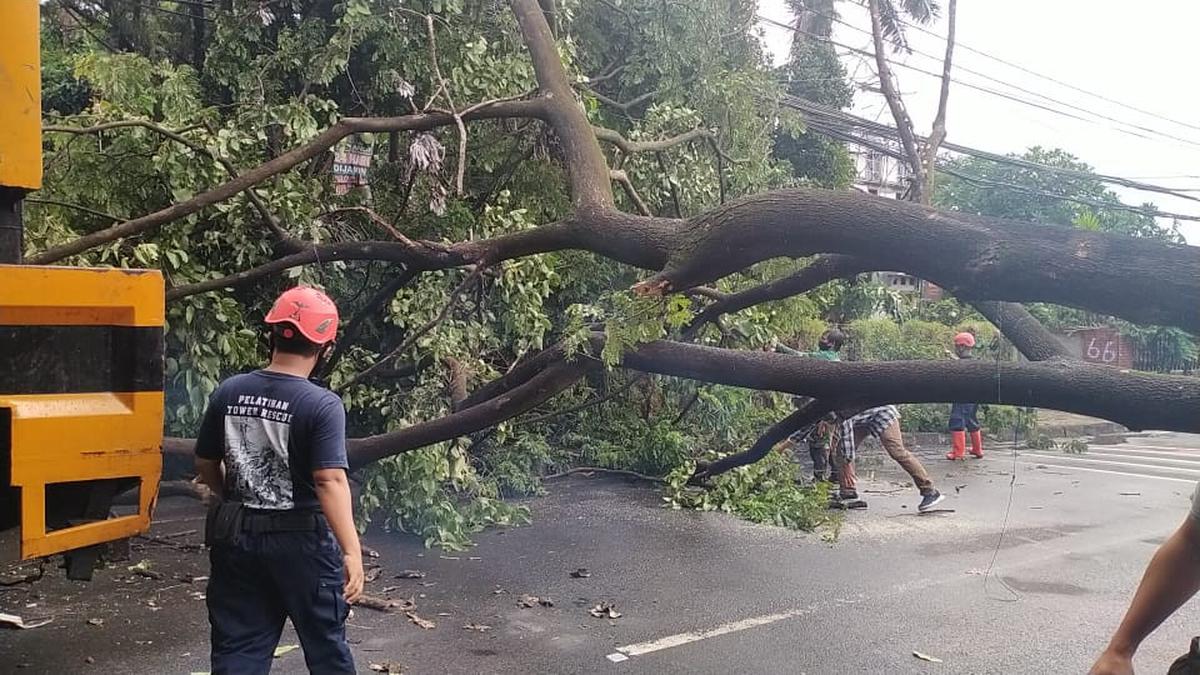 Hujan dan Angin Kencang, Banyak Pohon Tumbang di Wilayah Jakarta
