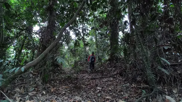 Jatuh Bangun Menjaga Hutan Lindung Gambut Sungai Buluh - Regional Liputan6.com