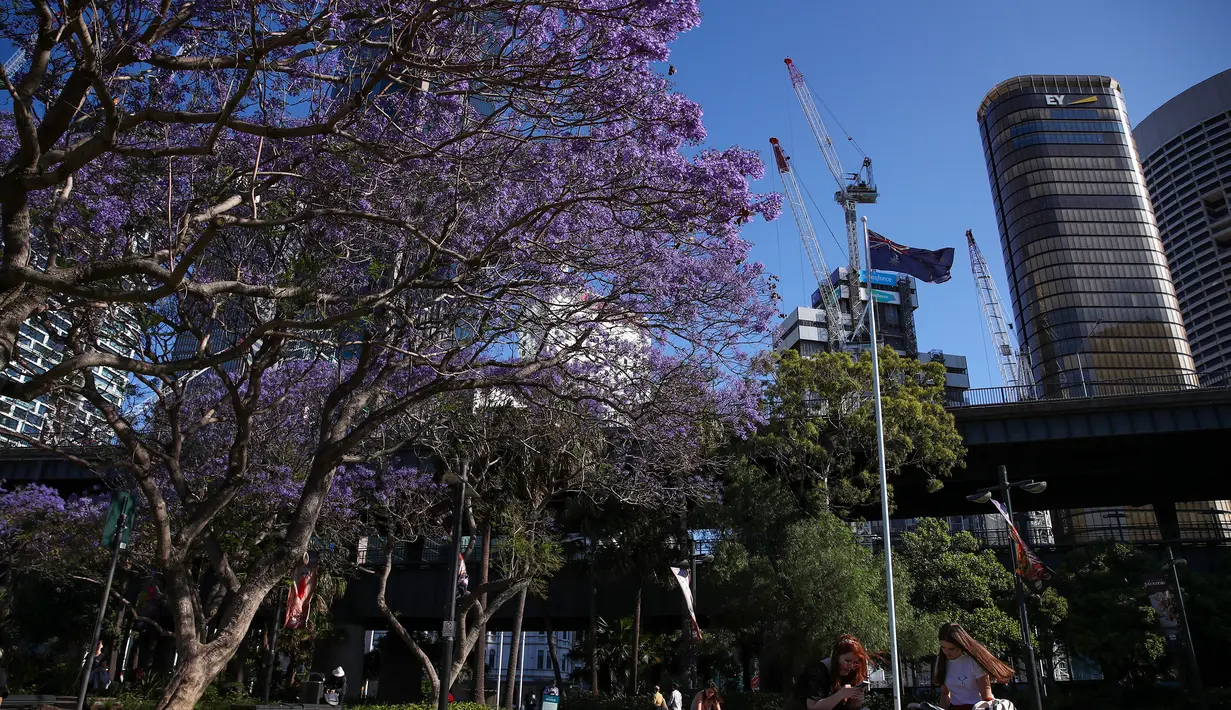 FOTO: Melihat Bunga Jacaranda Bermekaran di Sydney - Foto Liputan6.com