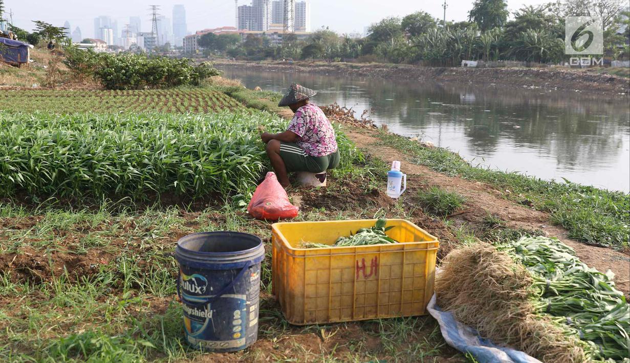 FOTO: Bertani di Tengah Kota, Warga Manfaatkan Bantaran KBB Bercocok Tanam