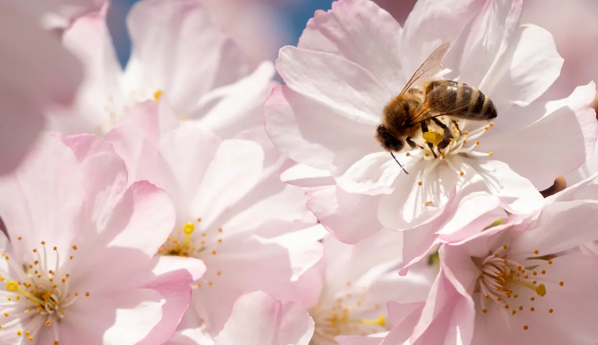 FOTO: Indahnya Bunga Sakura yang Bermekaran di Austria - Foto Liputan6.com