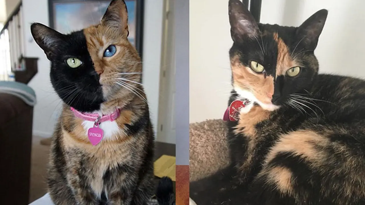 Kucing-Kucing dengan Warna dan Pola Bulu yang Unik, Mana yang Kamu Suka ...