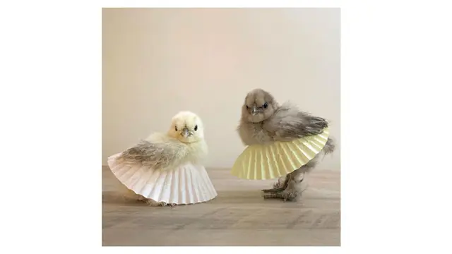 Pria Ini Buat Rok untuk Ayam, Alasannya Bikin Geleng Kepala - Hot ...