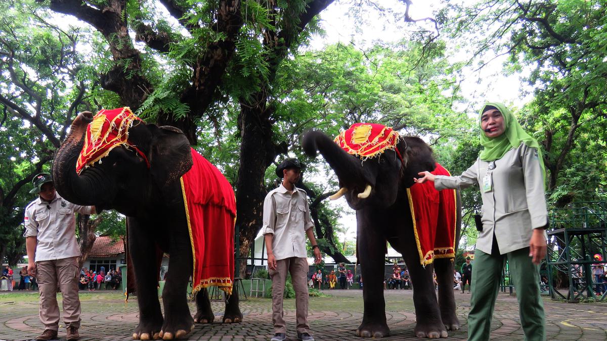 Sambut Hari dengan Kampanye Pelestarian Gajah Sumatera - Regional ...