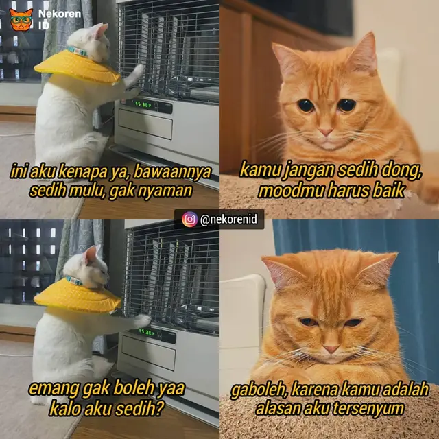 7 Meme Gombalan Kucing Oranye Ini Kocak Bikin Gemas - Hot Liputan6.com