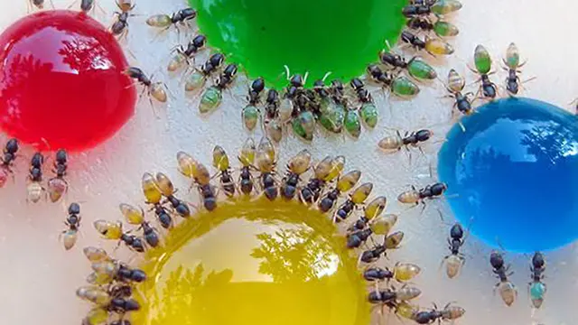 7 Fakta Menarik Semut Ini Pasti Buatmu Bengong - Citizen6 Liputan6.com