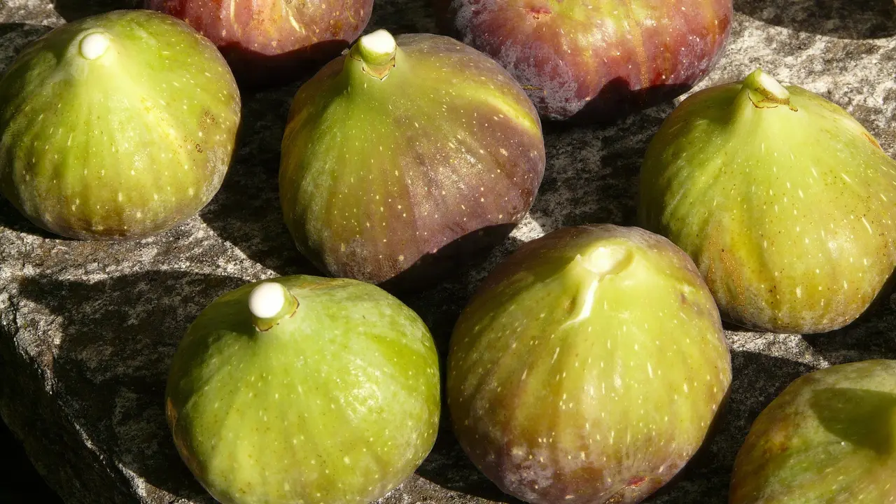 5 Jenis Buah Tin yang Paling Enak dan Manfaatnya Bagi Kesehatan - Hot ...