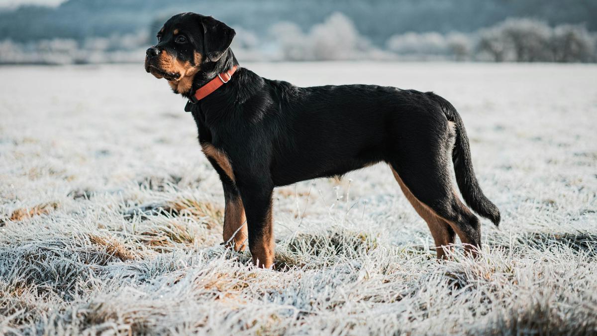 7 Most Banned Dogs Around the World