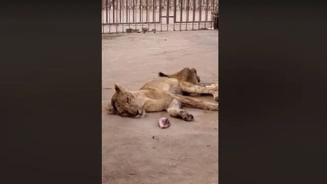 Potret Singa Kurus Kering di Kebun Binatang Sudan nan Menyayat Hati ...