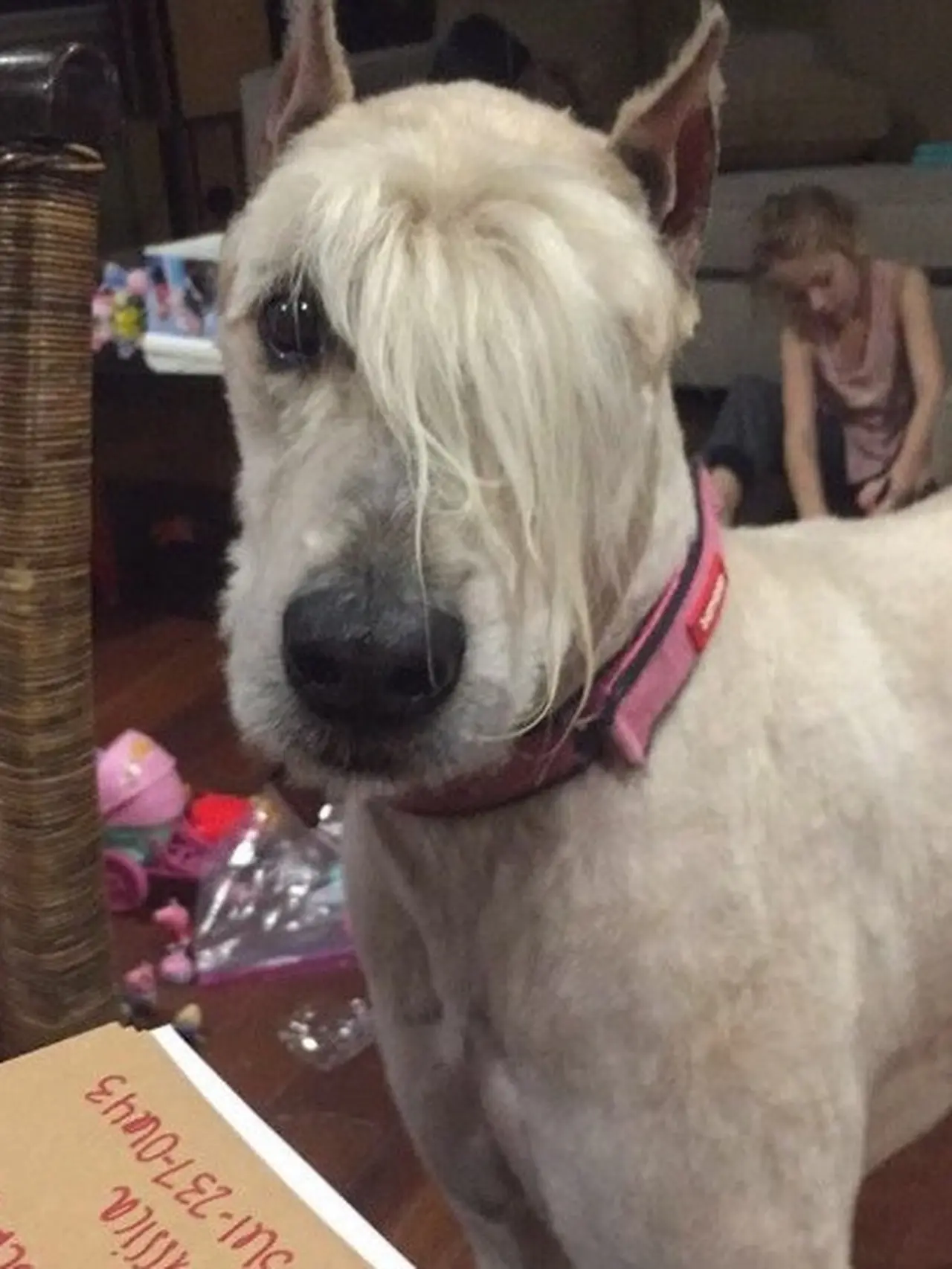 7 Potret Anjing Miliki Model Rambut Keren, Nggak Kalah Sama Manusia ...